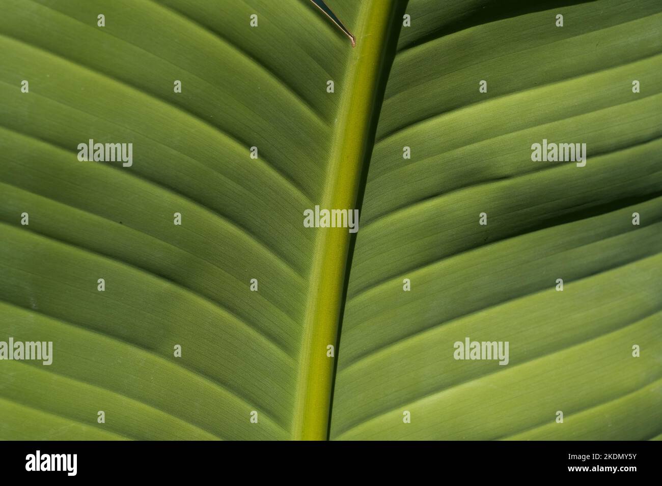 closeup nature view of green leaf background Stock Photo - Alamy