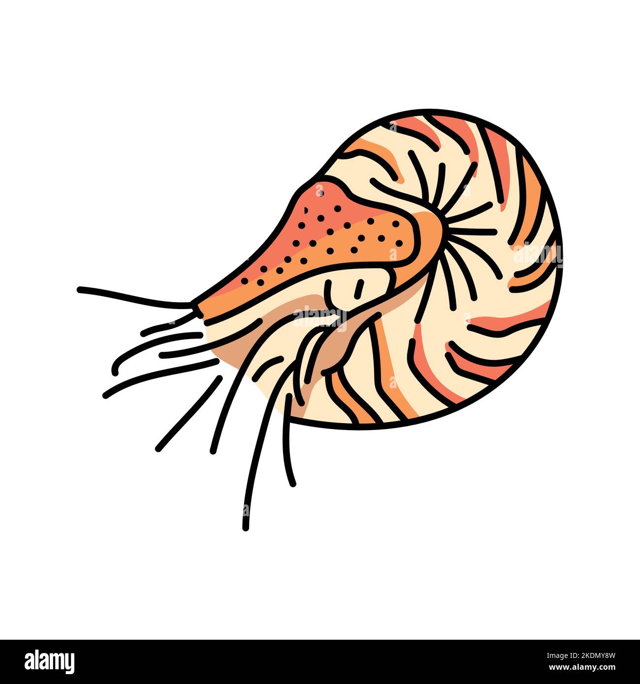 Nautilus color line illustration. Ocean fishes Stock Vector Image & Art ...