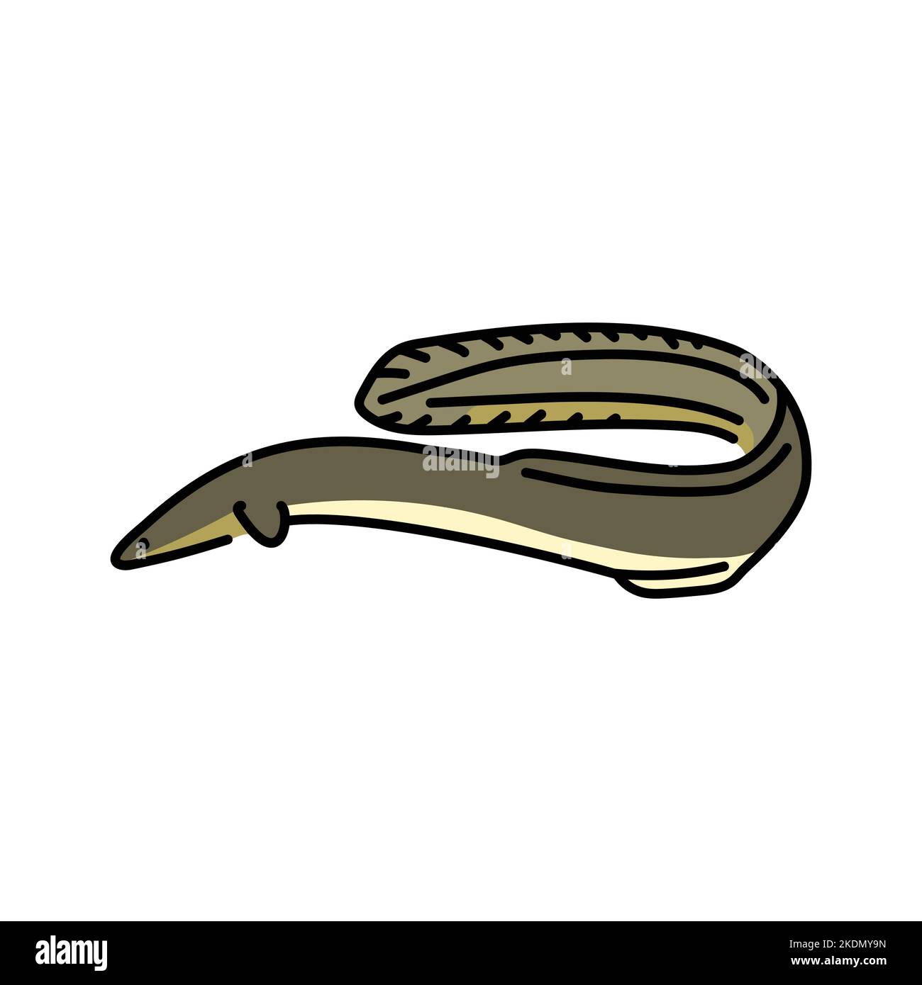 Deep-sea eel color line illustration. Ocean fishes Stock Vector Image ...