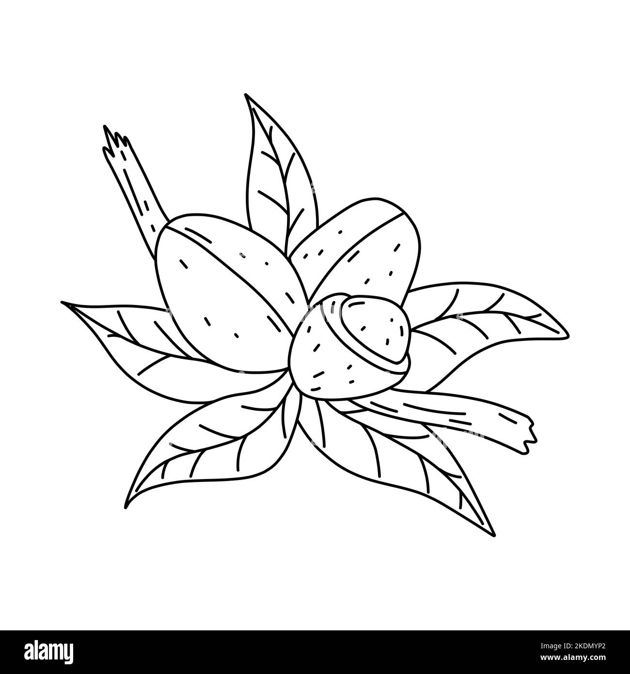 Hand Drawn Argan Fruit Icon In Doodle Style Cartoon Argan Fruit Vector Icon For Web Design