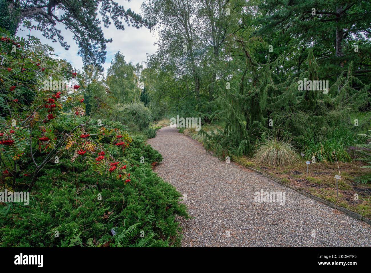 Marvelous topiary or curved fir trees and brown color (autumn leaf ...