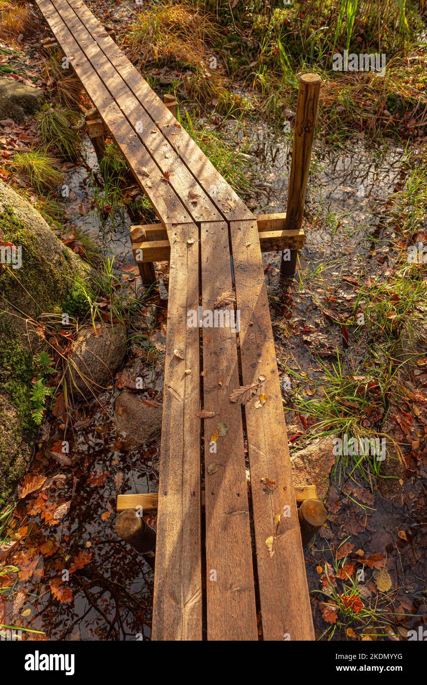 A nature boardwalk in a vibrant fall forest Stock Photo - Alamy