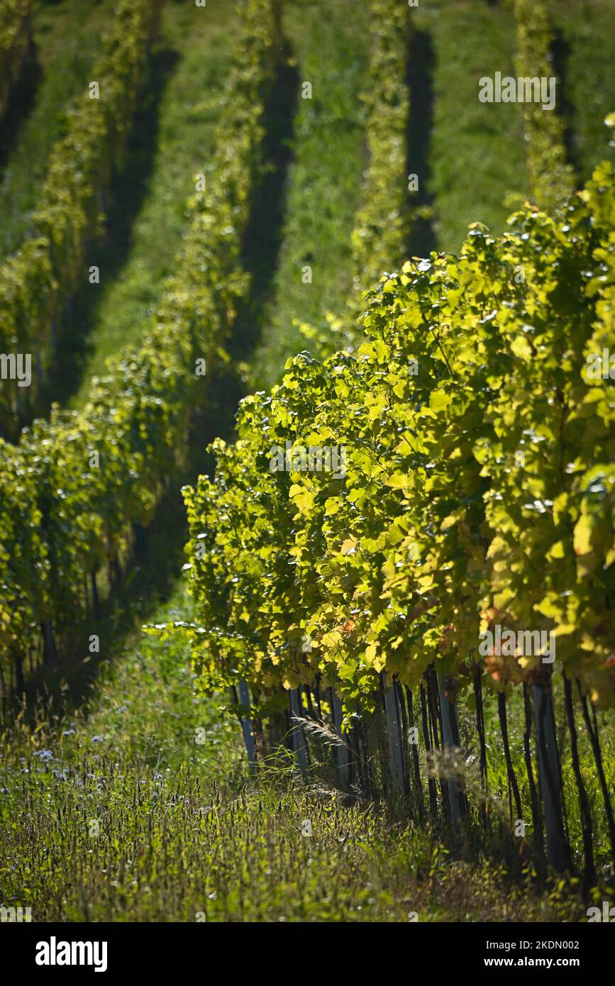 Planting a grape vine hi-res stock photography and images - Alamy