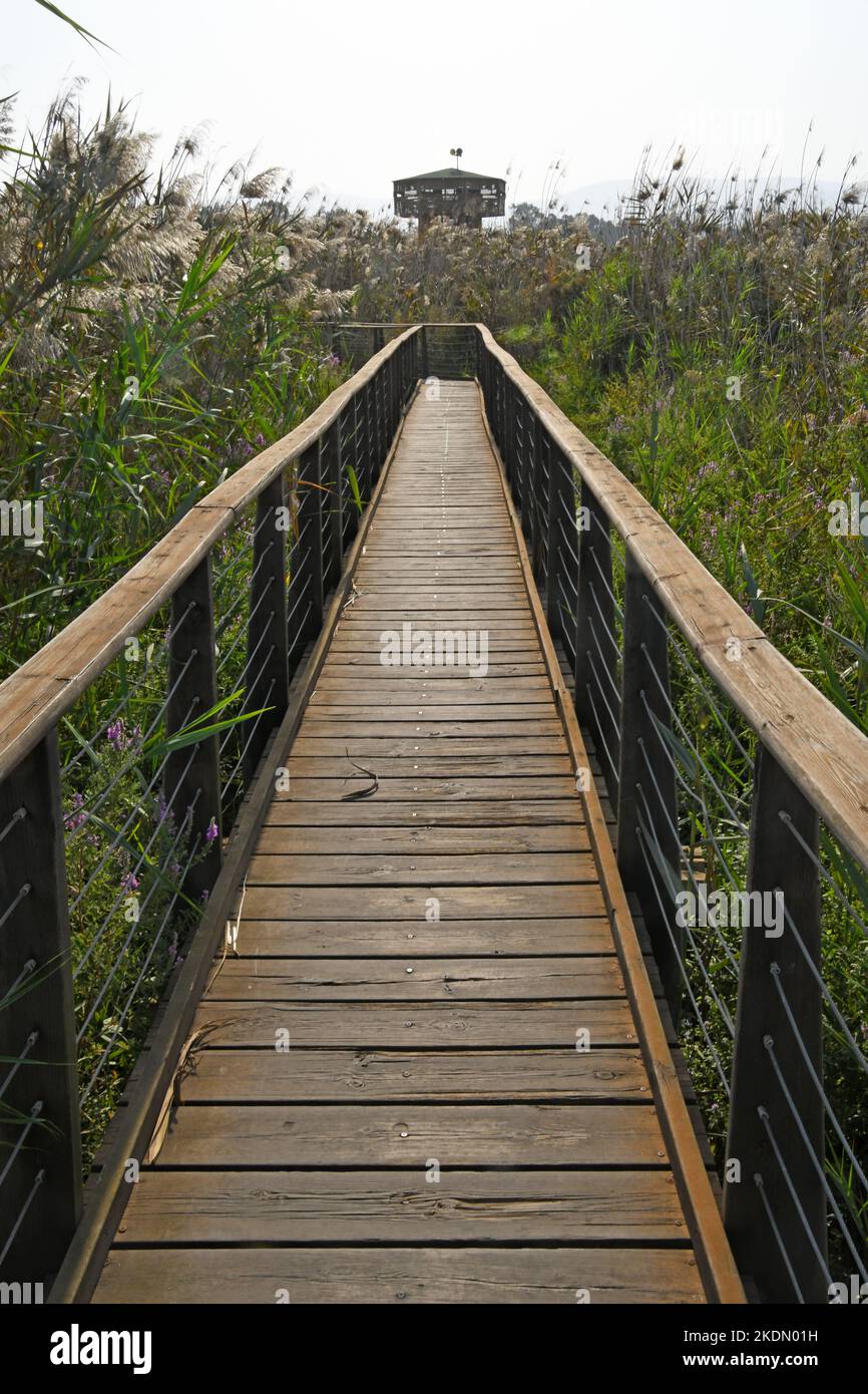 Hula Nature reserve - boardwalk, Israel Stock Photo - Alamy