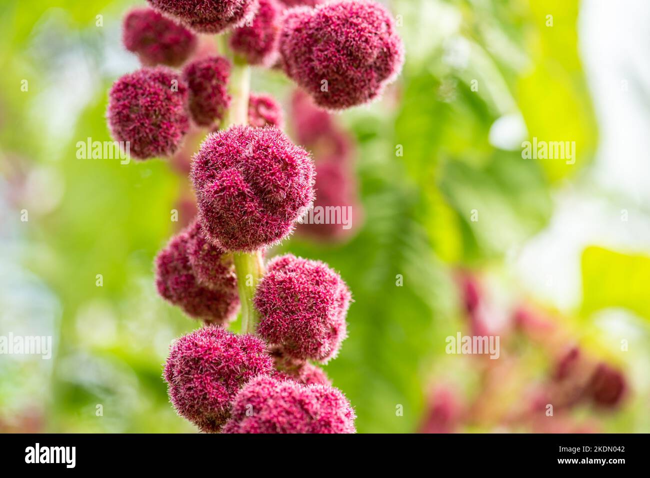 Hanging from a stem hi-res stock photography and images - Alamy