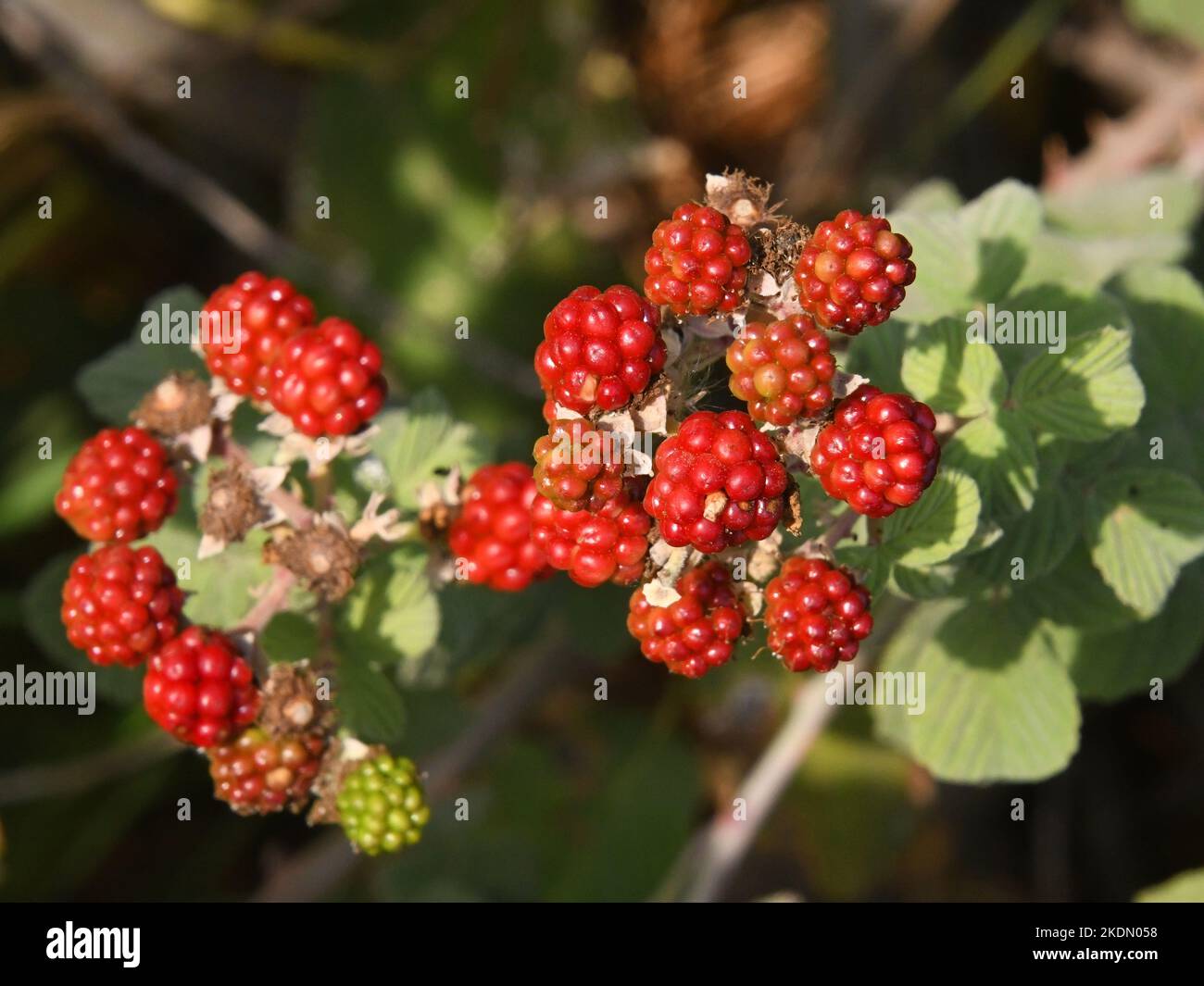 Raspberry, fruit in the wild, Israel Stock Photo - Alamy