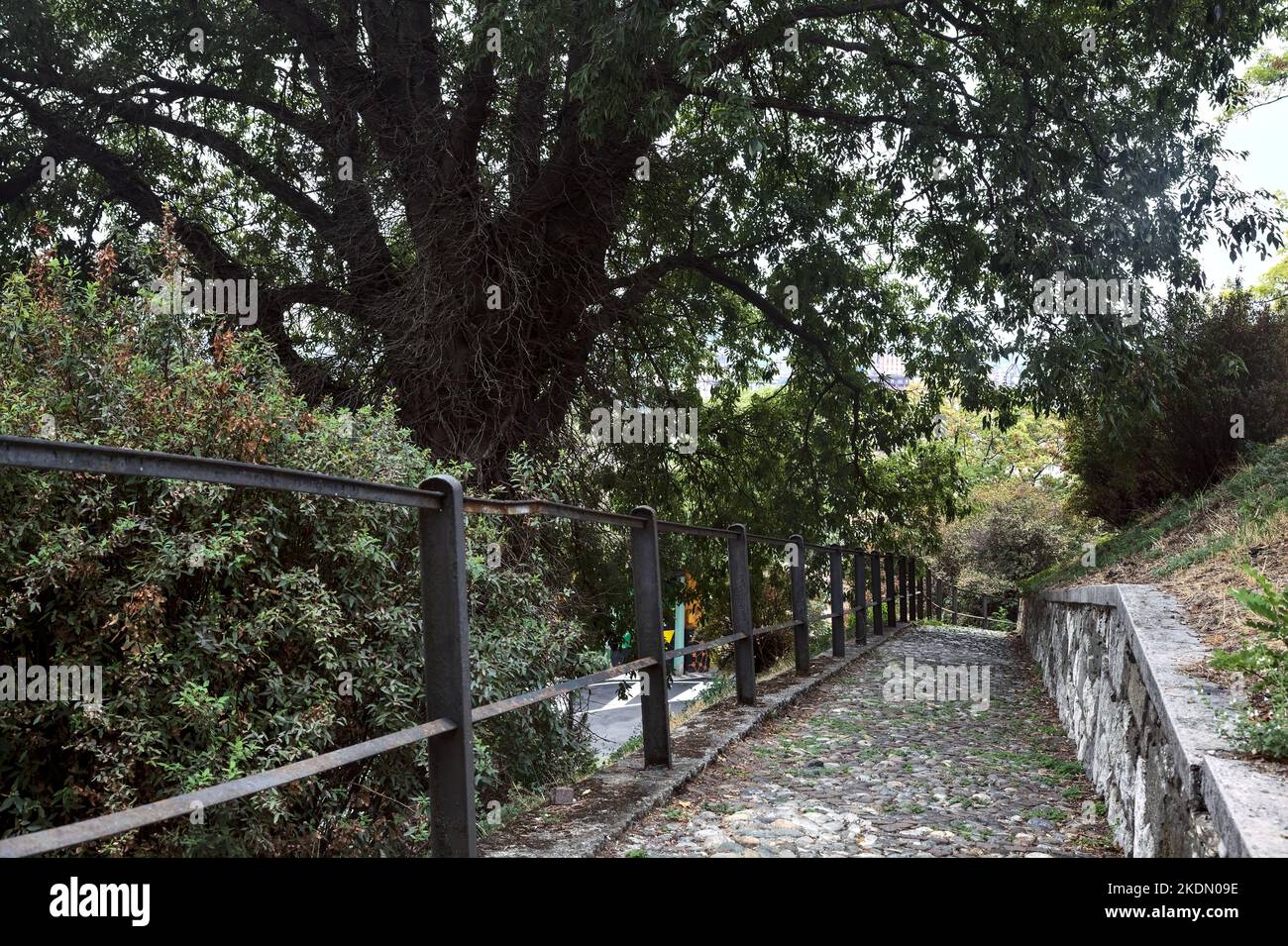 Paved path under a tree canopy in a park Stock Photo - Alamy