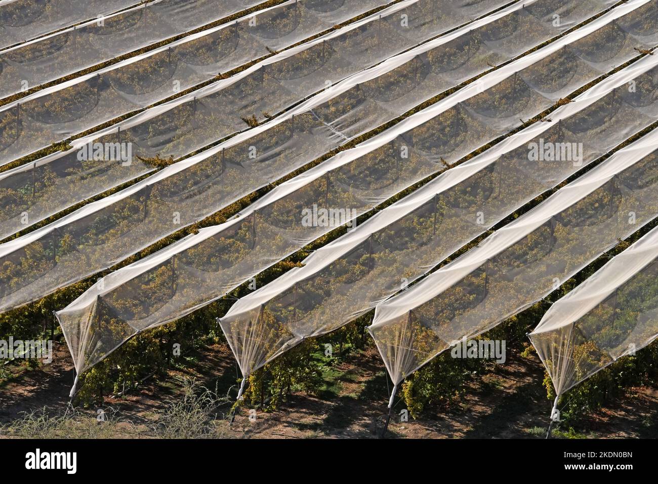 Vineyard Covered with nets for protection Stock Photo - Alamy