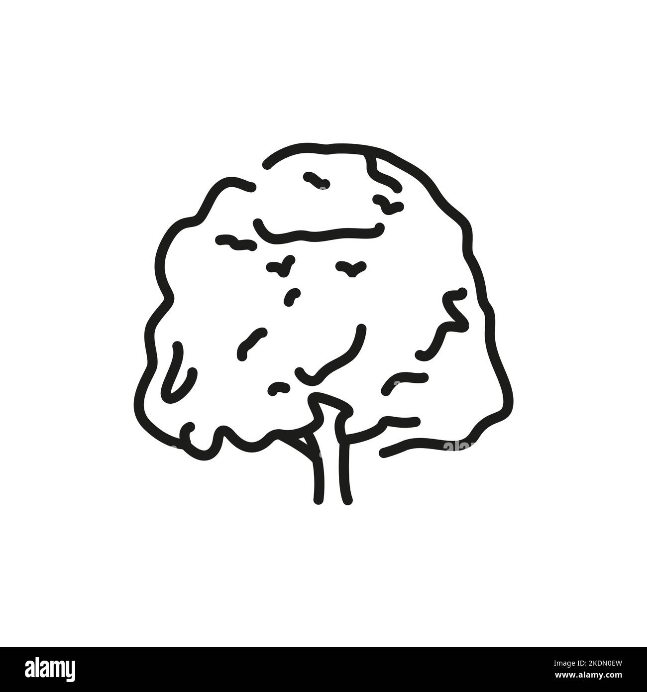 Beech tree drawing Stock Vector Images - Alamy