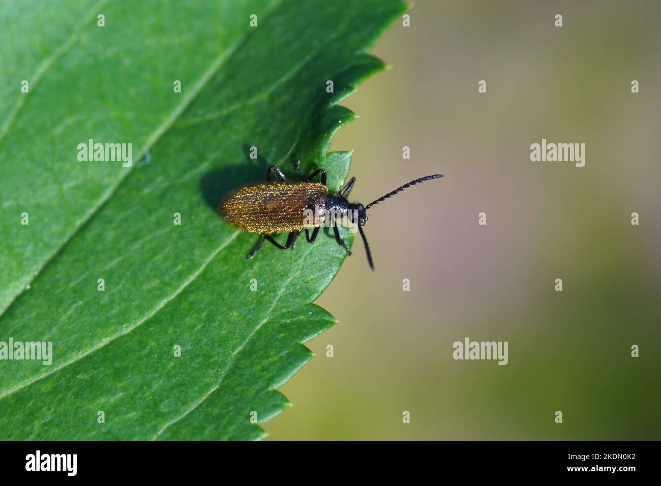 Beetle Lagria hirta or Lagria atripes. Two very similar species ...