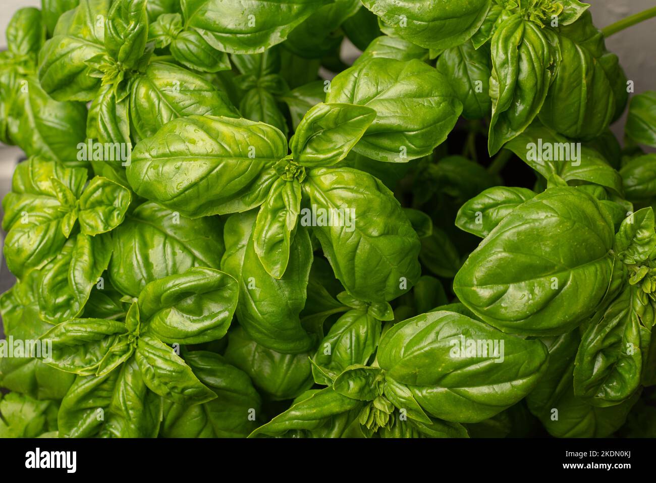 Large leaf basil plant hi-res stock photography and images - Alamy