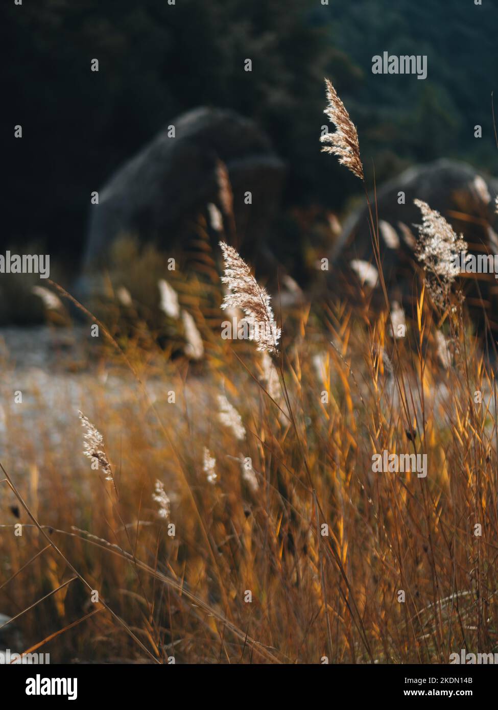 Common golden reed shrub featuring sun rays going through seeds and ...