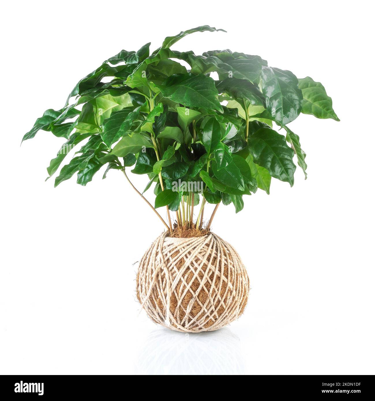 kokedama traditional Japanese plant with moss and coconut fiber that ...
