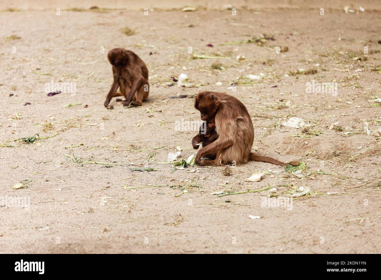 group of monkeys sit on a rock and eating vegetables in their natural ...
