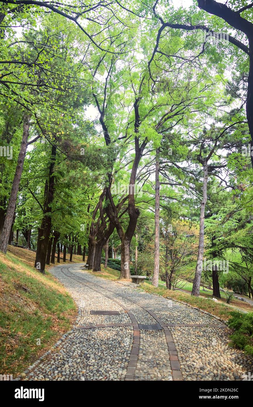 Paved path under a tree canopy in a park Stock Photo - Alamy