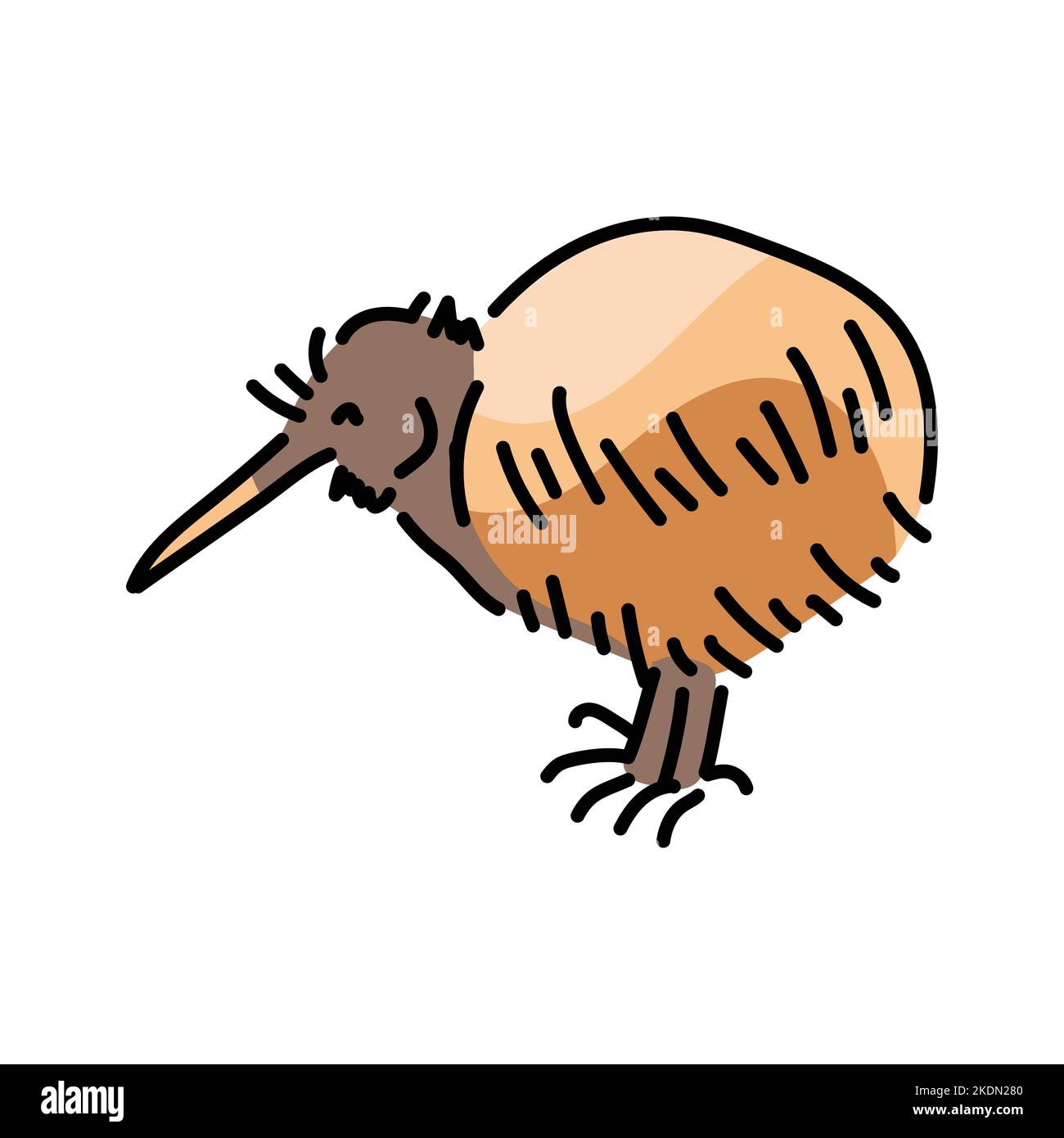 Australian bird kiwi color line illustration. Animals of Australia ...