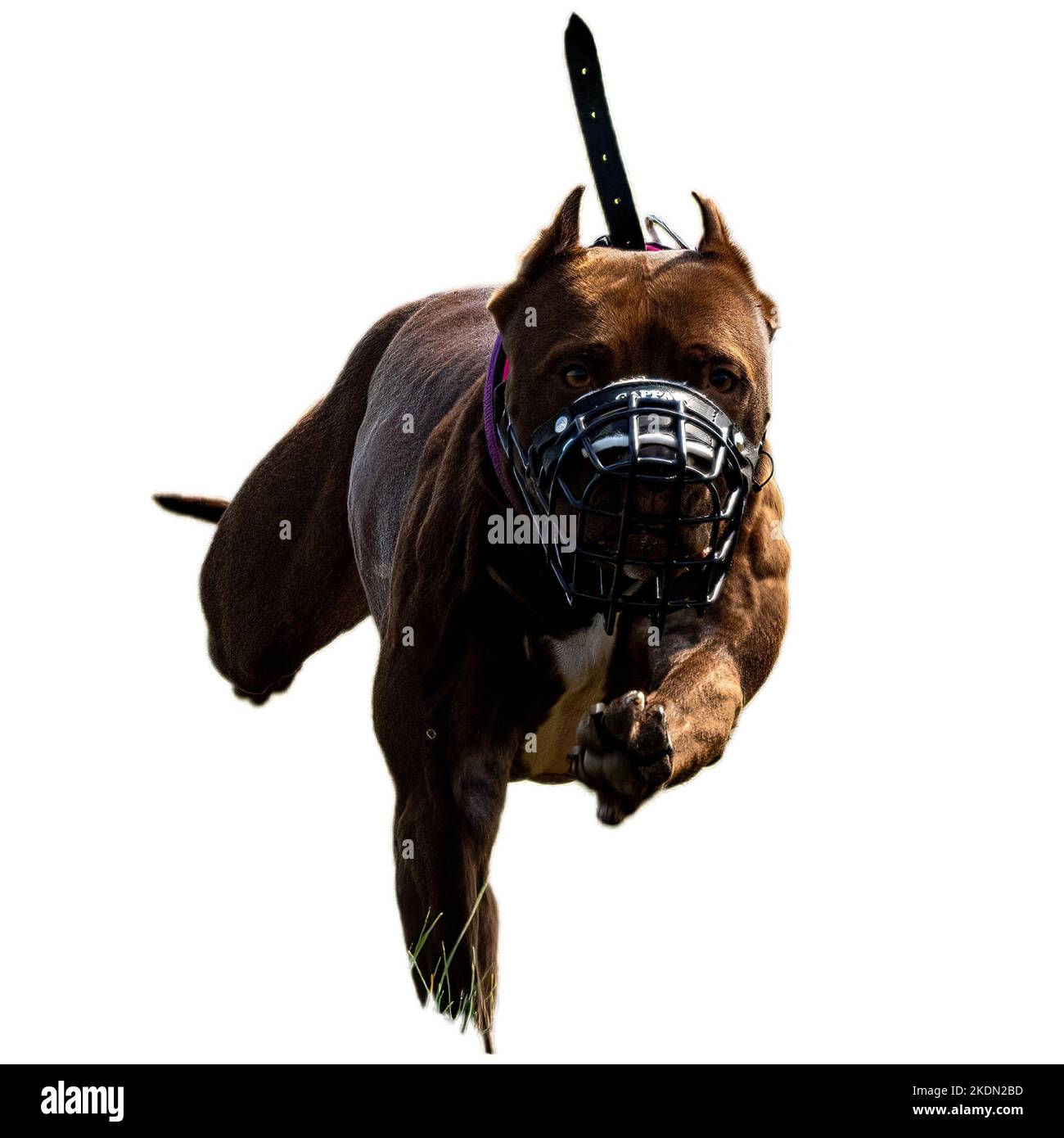 Dog running in field and chasing at full speed on competition straight ...