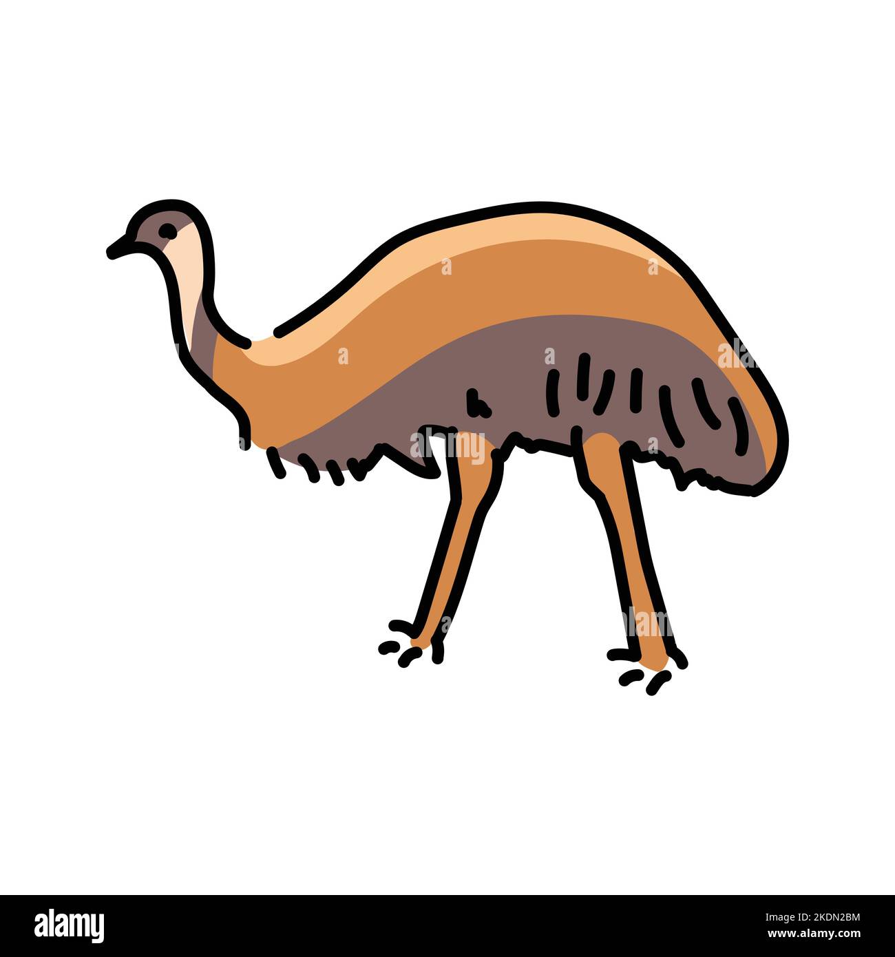 Australian ostrich Emu color line illustration. Animals of Australia ...