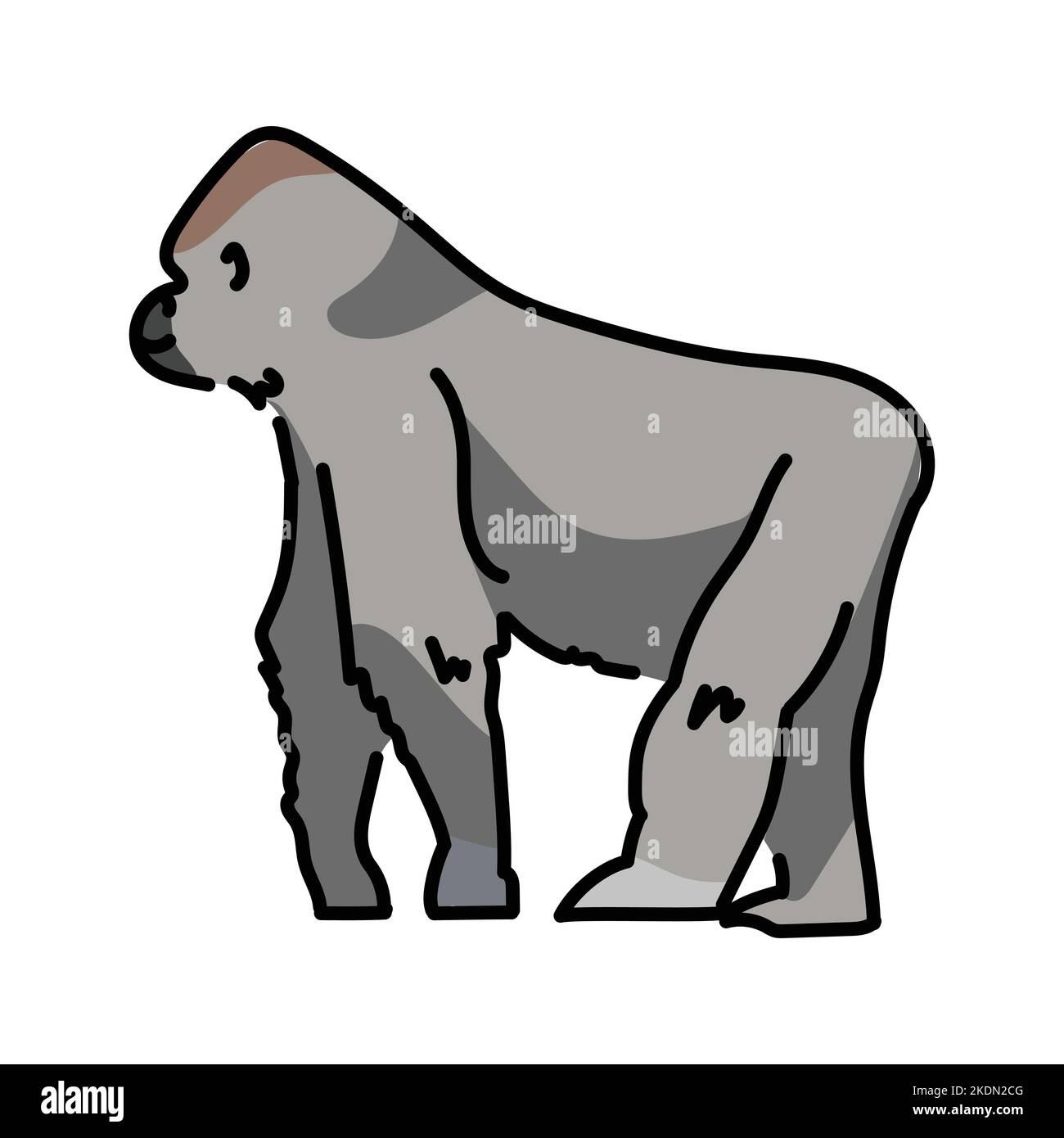 Gorilla color line illustration. Animals of Africa Stock Vector Image ...