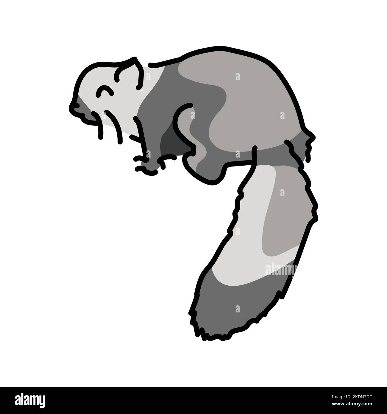 Australian flying squirrel color line illustration. Animals of ...