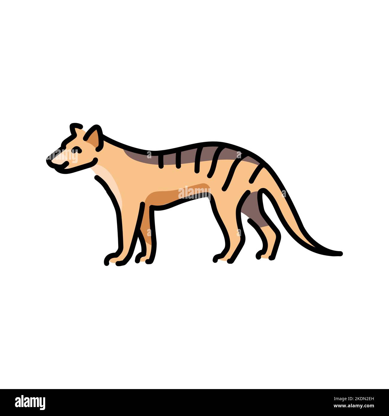 Marsupial wolf color line illustration. Animals of Australia Stock ...