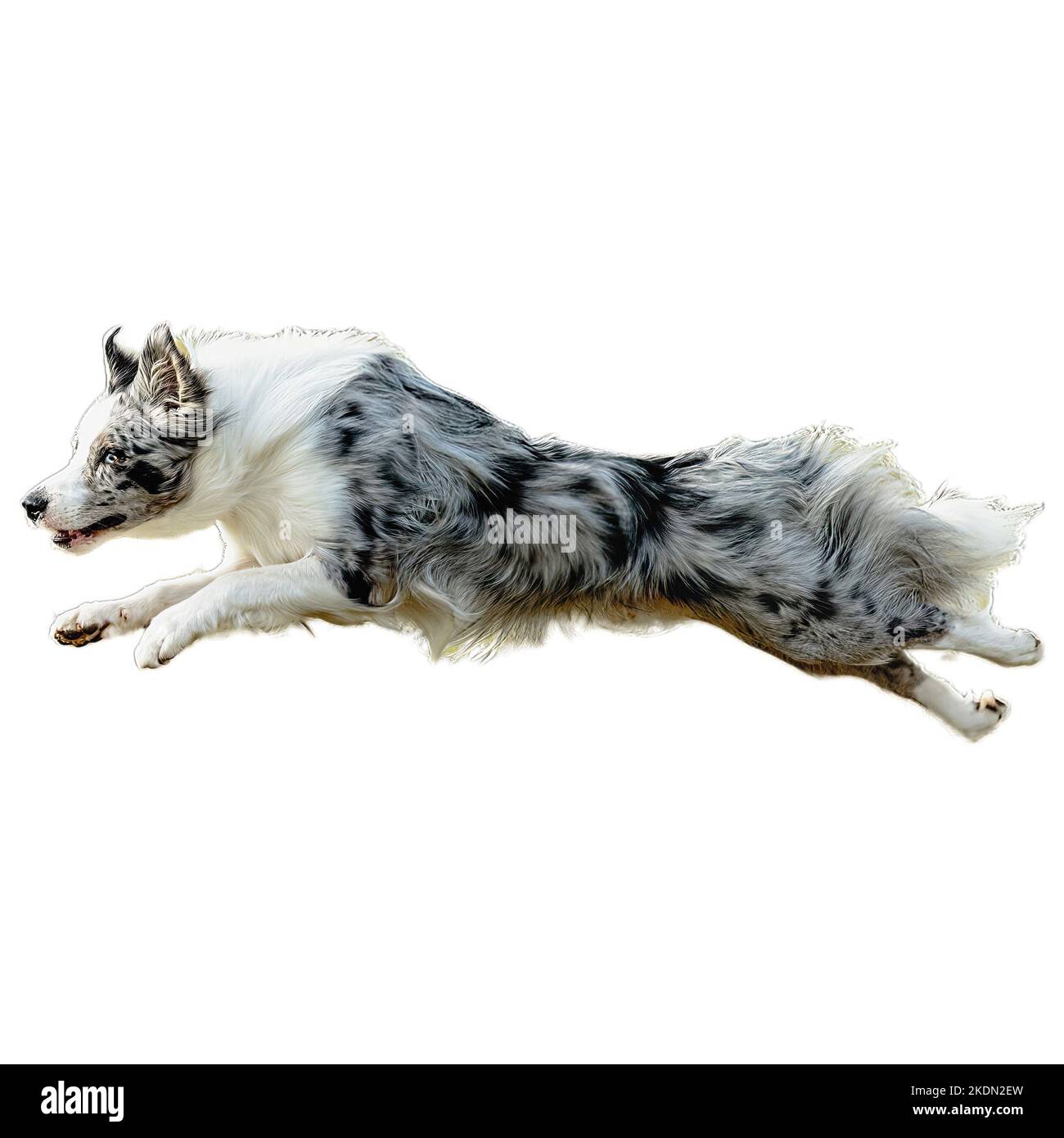 Dog running in field and chasing at full speed on competition straight ...