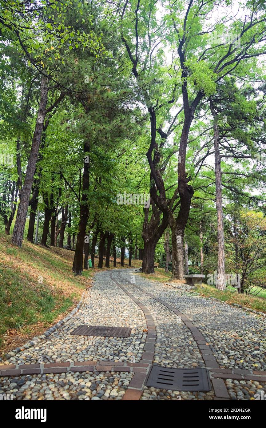 Paved path under a tree canopy in a park Stock Photo - Alamy