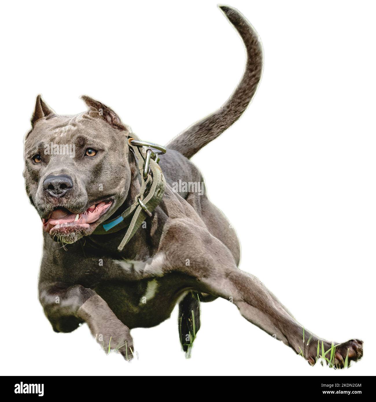 Dog running in field and chasing at full speed on competition straight ...