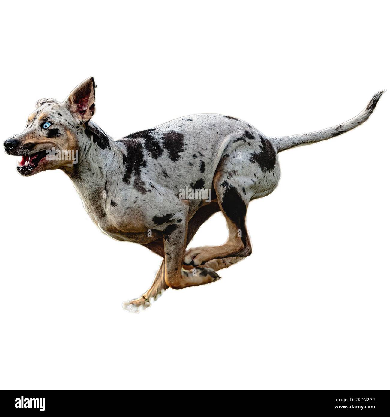 Dog running in field and chasing at full speed on competition straight ...