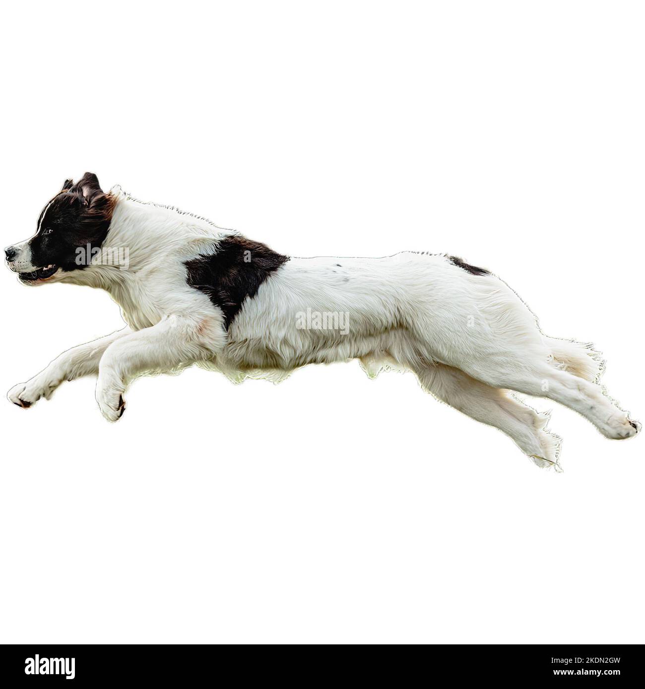 Dog running in field and chasing at full speed on competition straight ...