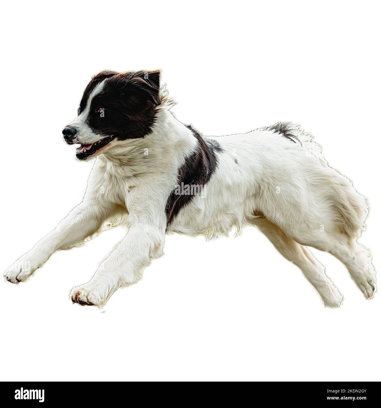 Dog running in field and chasing at full speed on competition straight ...