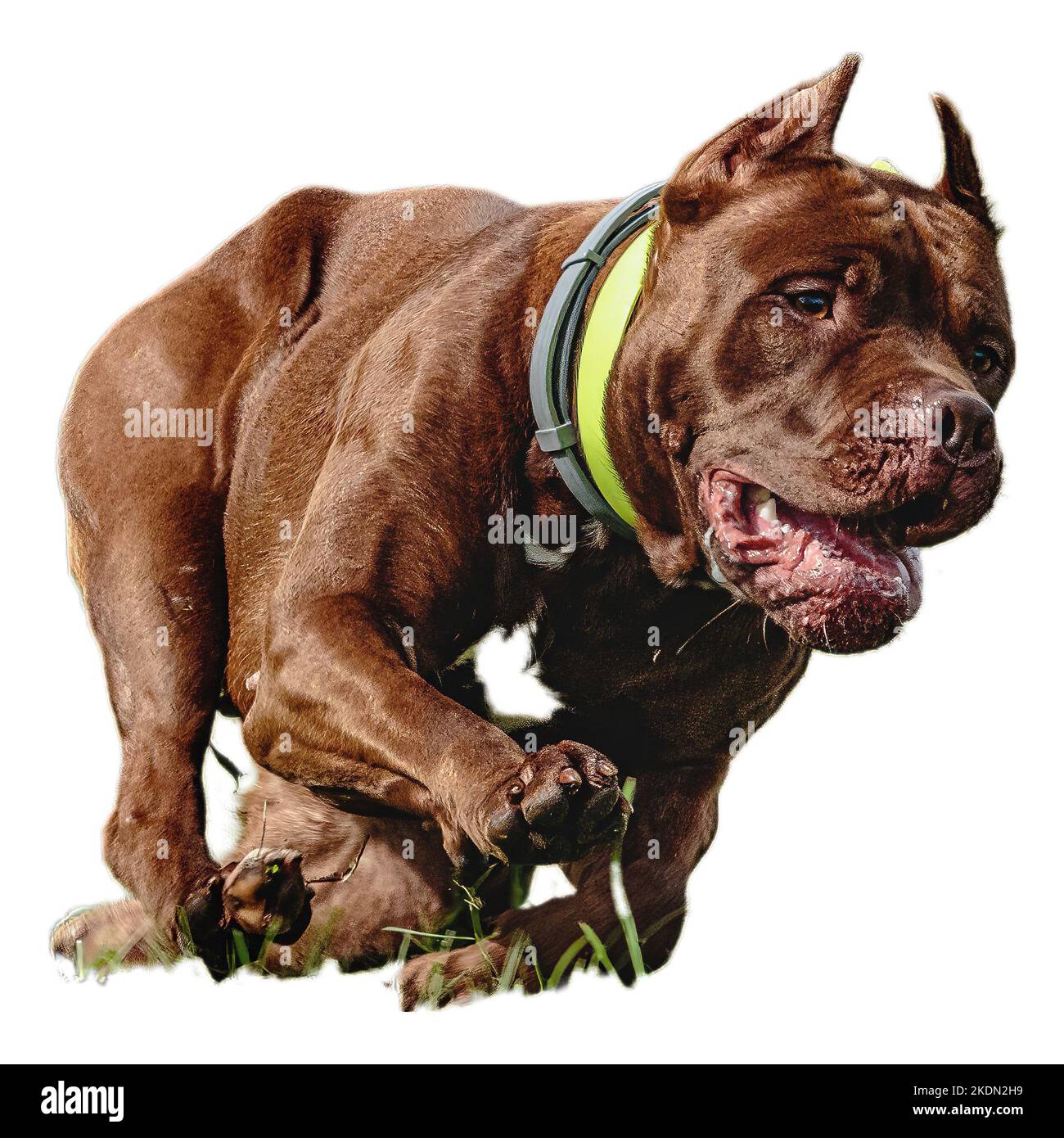 Dog running in field and chasing at full speed on competition straight ...