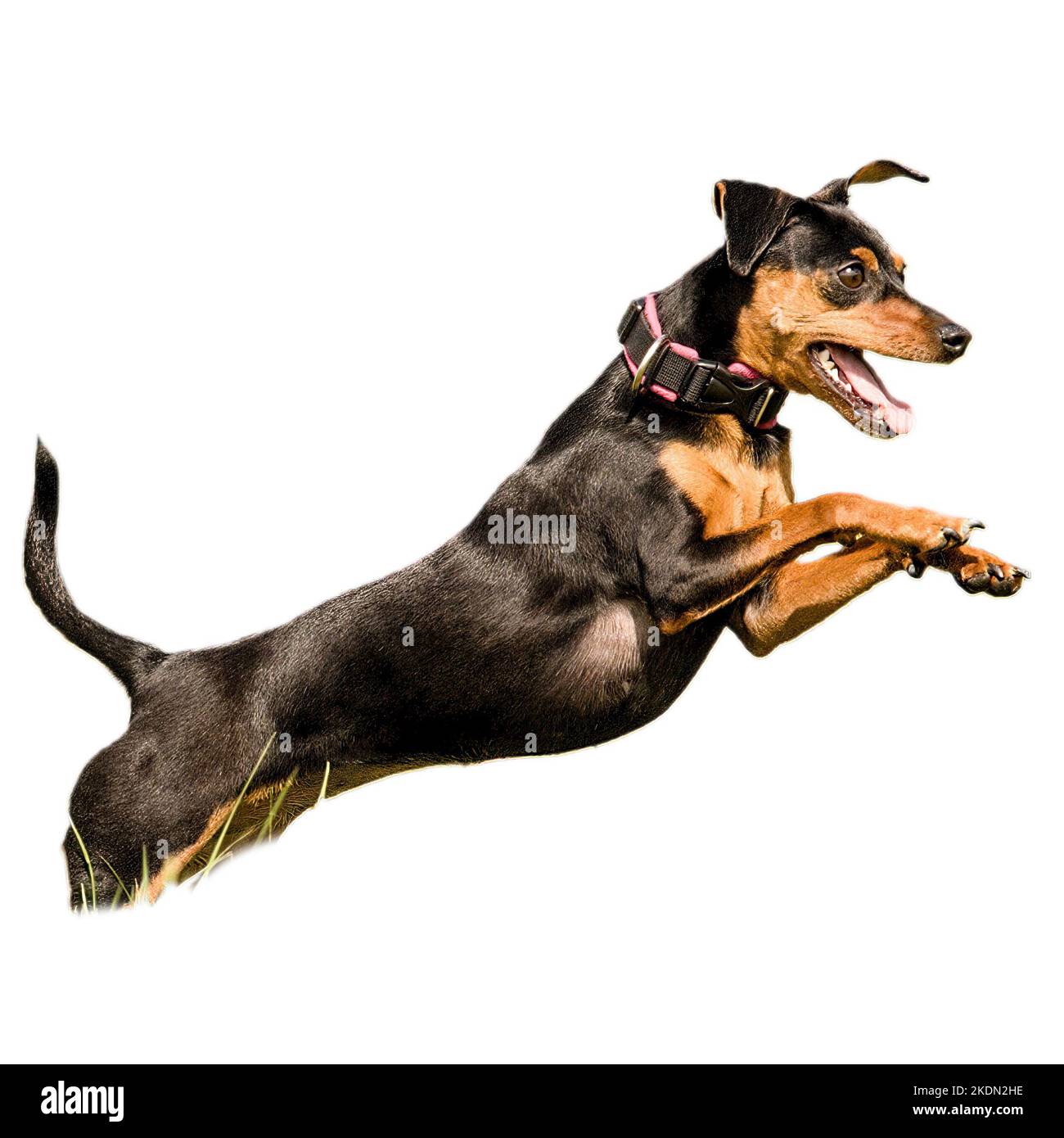 Dog running in field and chasing at full speed on competition straight ...