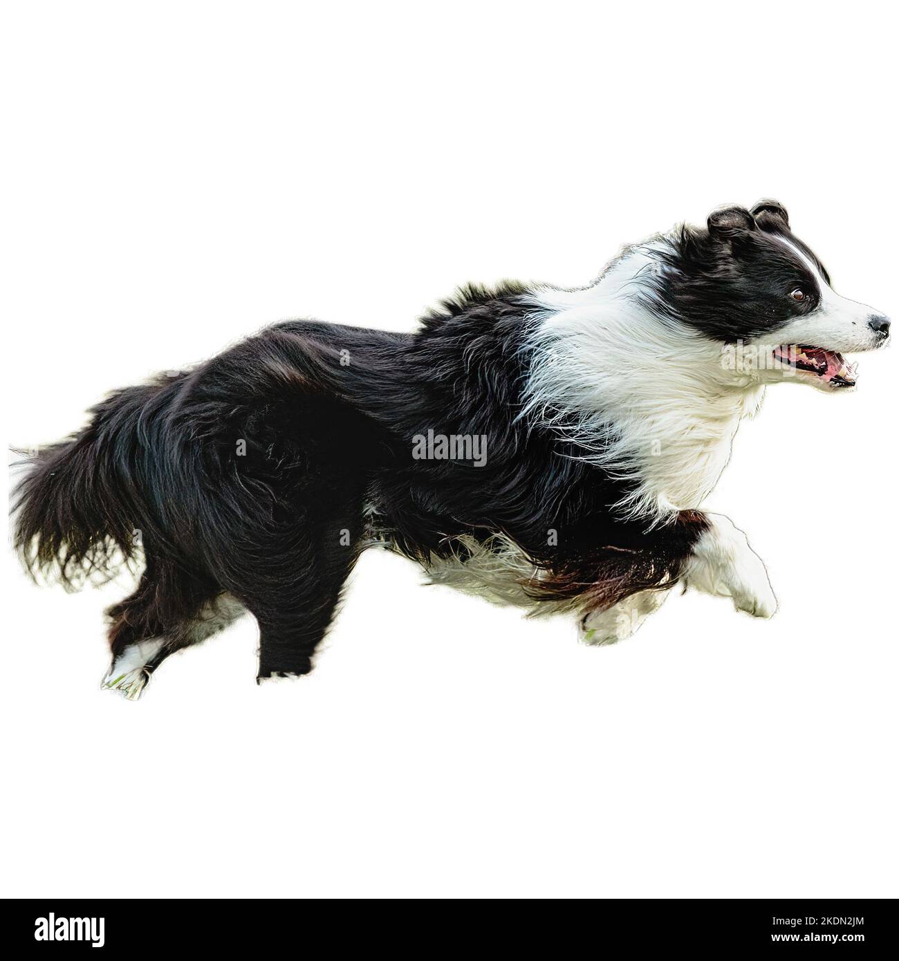 Dog running in field and chasing at full speed on competition straight ...