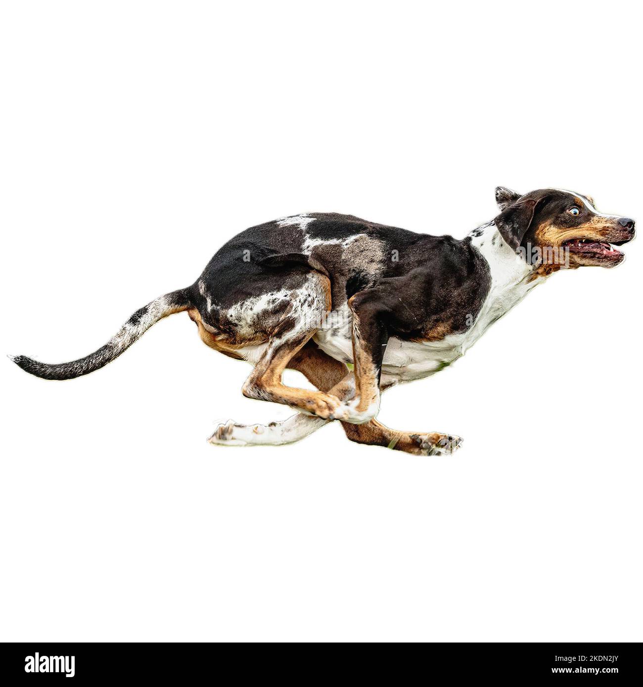 Dog running in field and chasing at full speed on competition straight ...