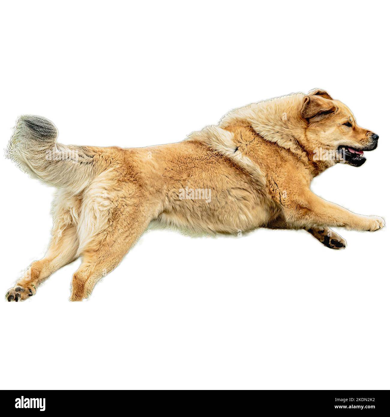 Dog running in field and chasing at full speed on competition straight ...