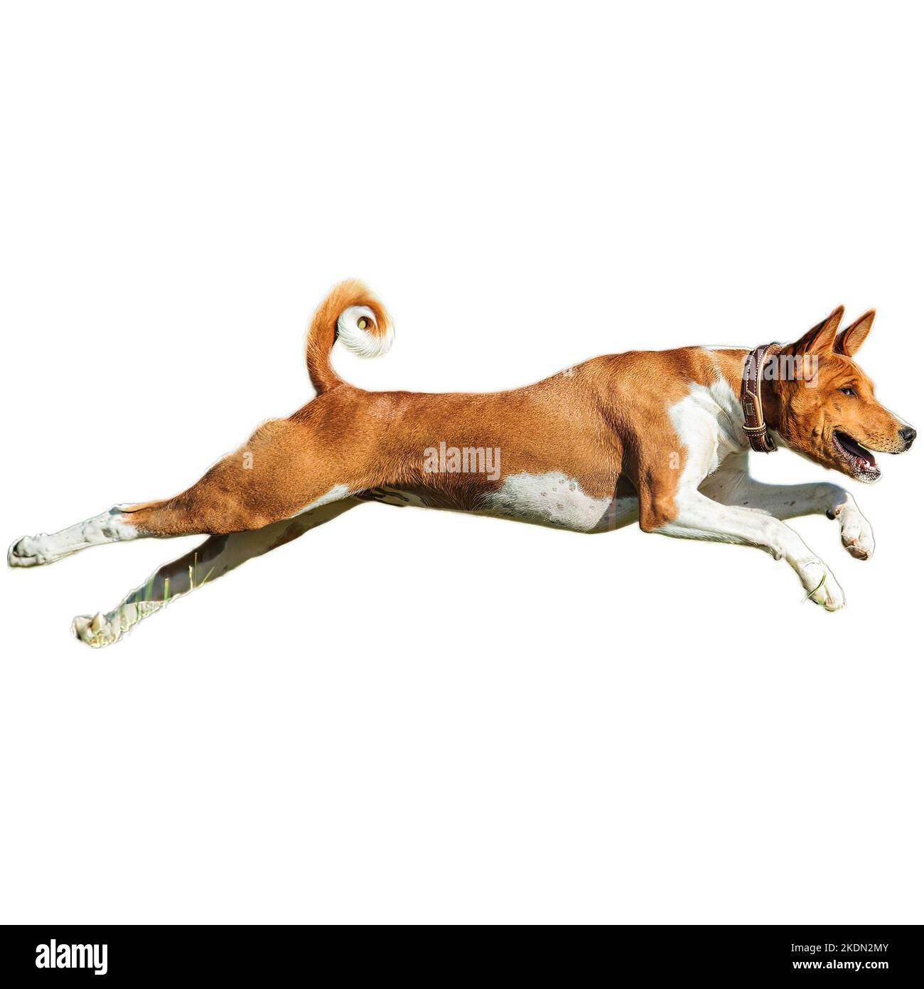 Dog running in field and chasing at full speed on competition straight ...