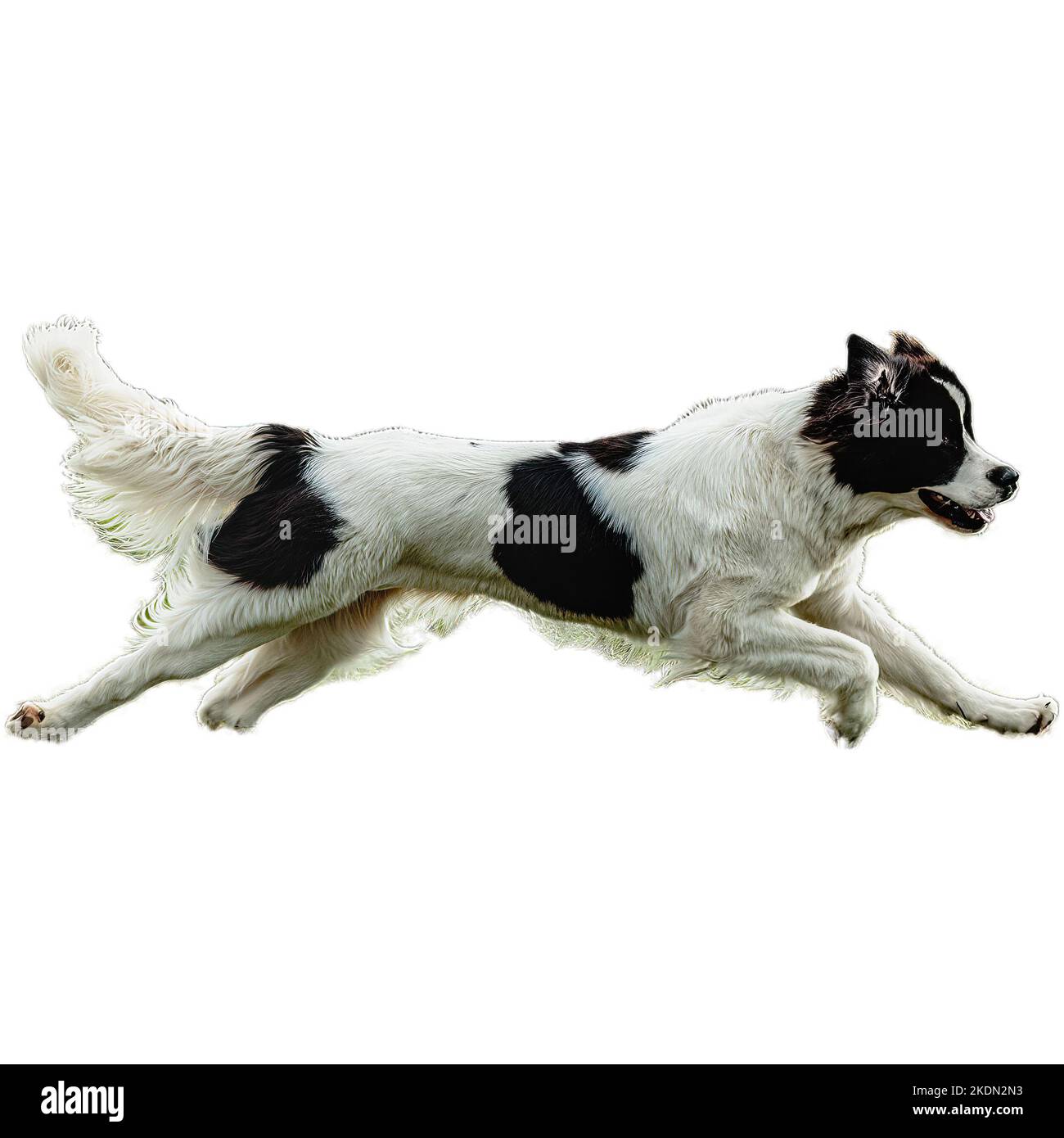 Dog running in field and chasing at full speed on competition straight ...