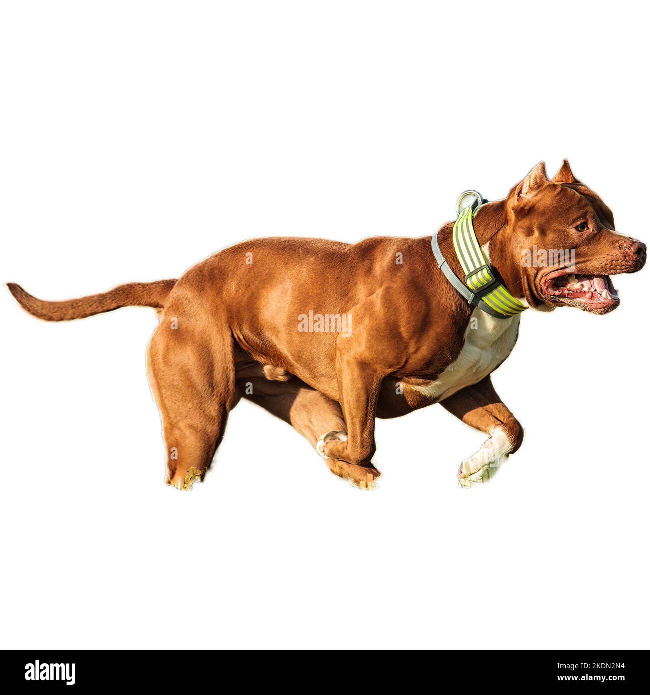 Dog running in field and chasing at full speed on competition straight ...