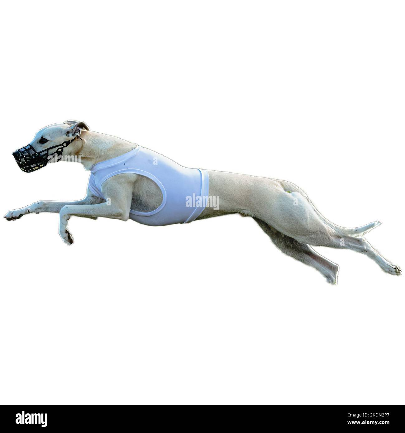 Dog running in field and chasing at full speed on competition straight ...