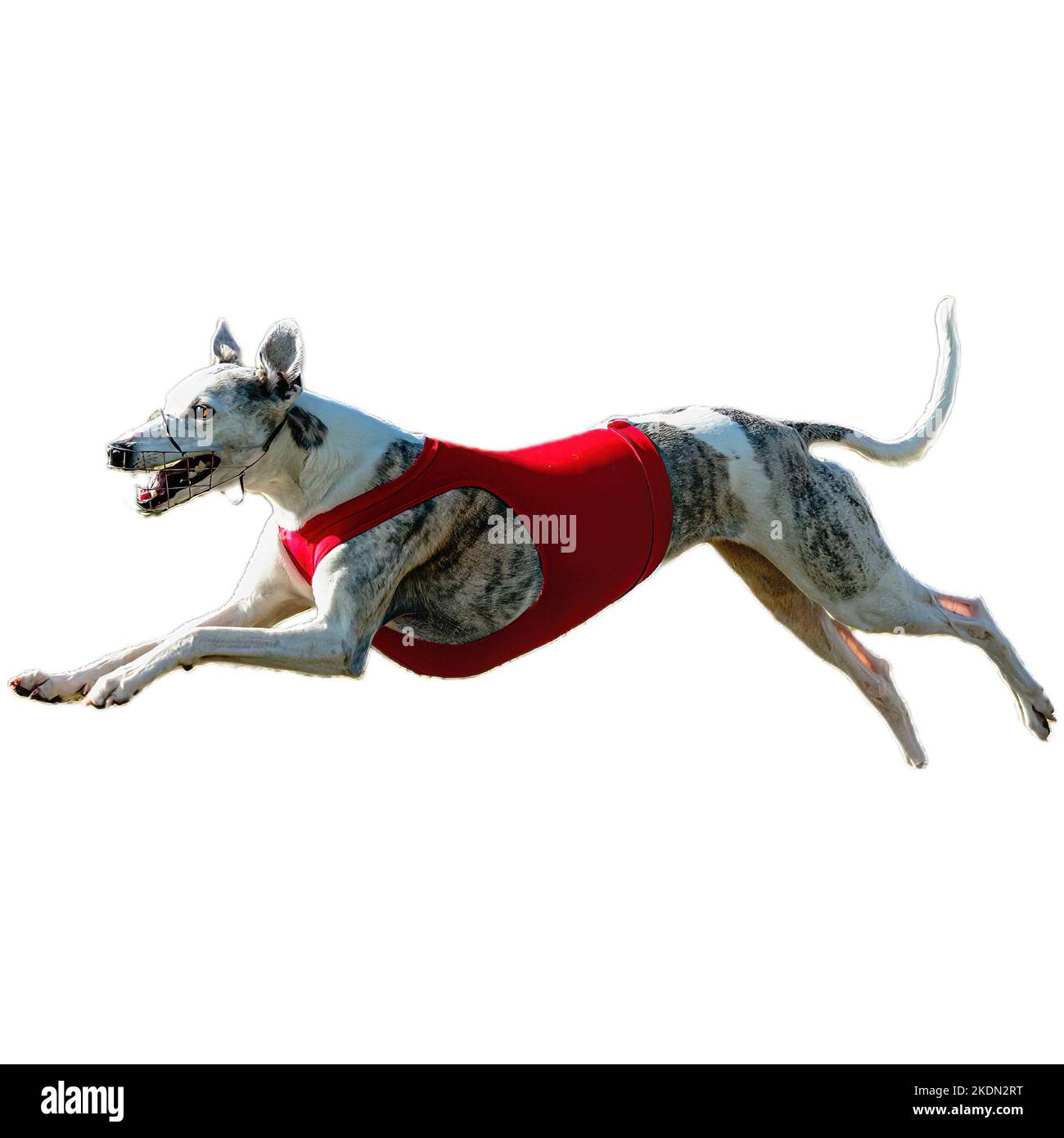 Dog running in field and chasing at full speed on competition straight ...