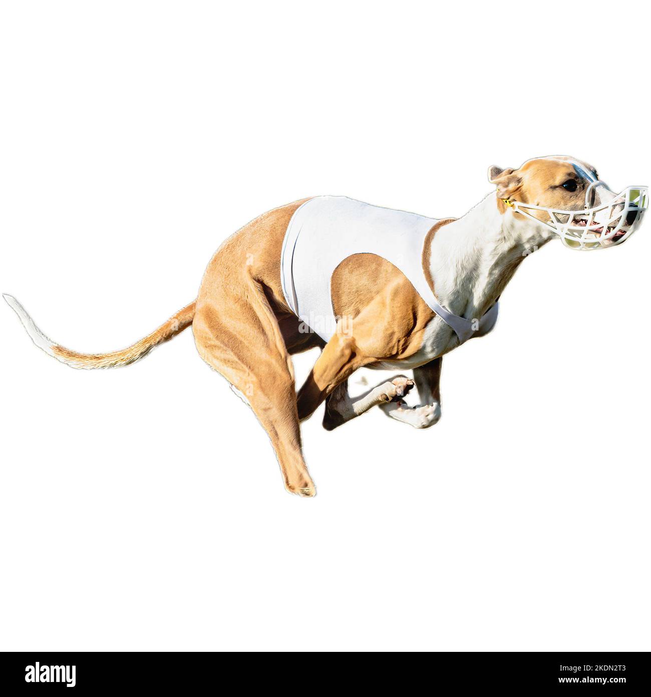 Dog running in field and chasing at full speed on competition straight ...