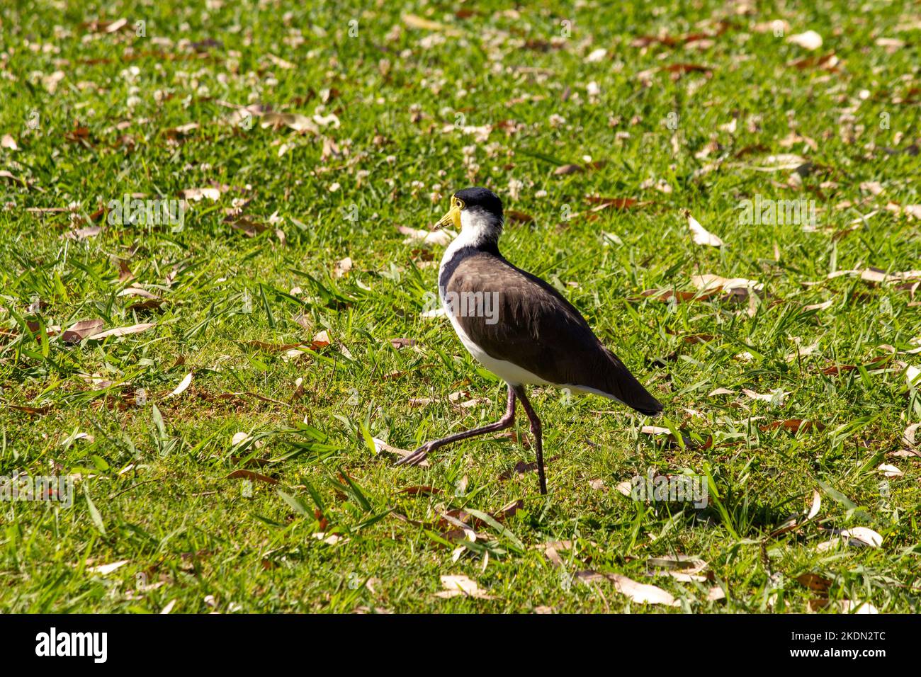 An Australian Masked Lapwings (Vanellus miles) searching for food in ...