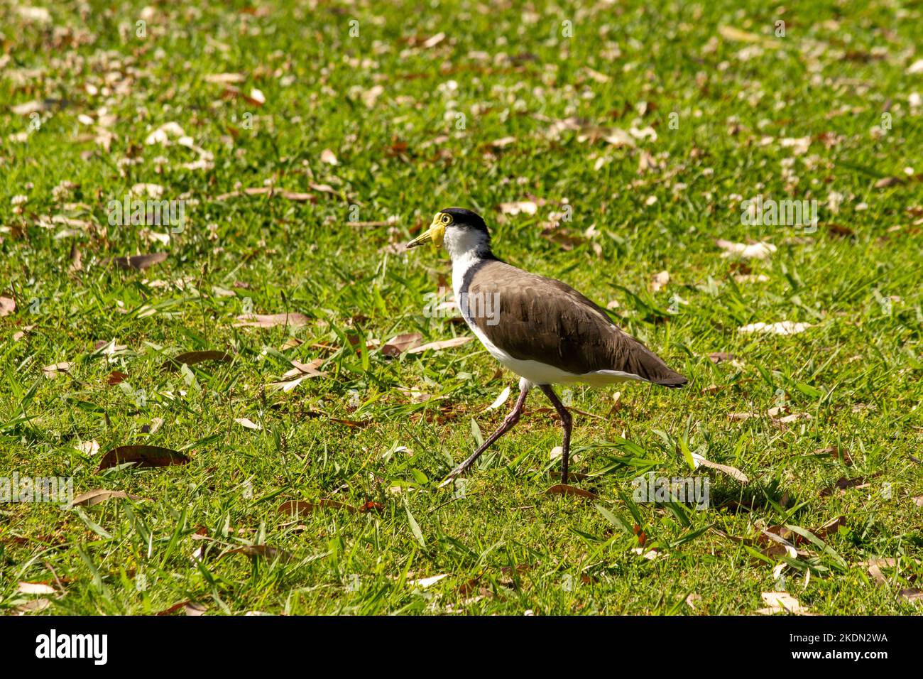 An Australian Masked Lapwings (Vanellus miles) searching for food in ...