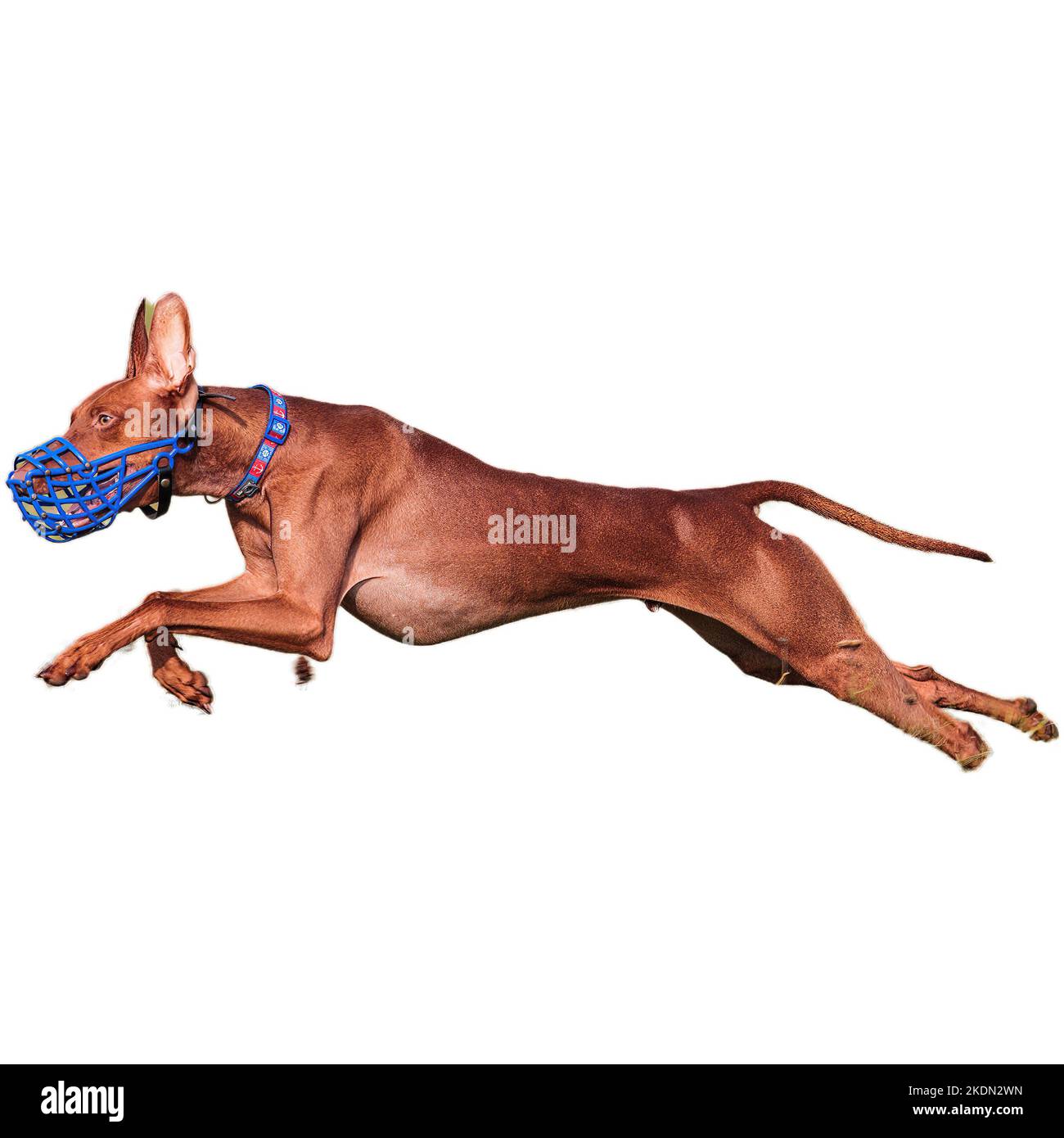 Dog running in field and chasing at full speed on competition straight ...