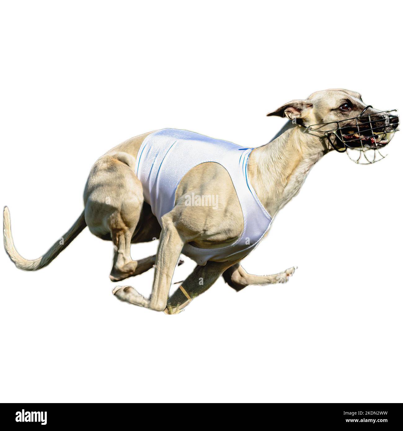 Dog running in field and chasing at full speed on competition straight ...