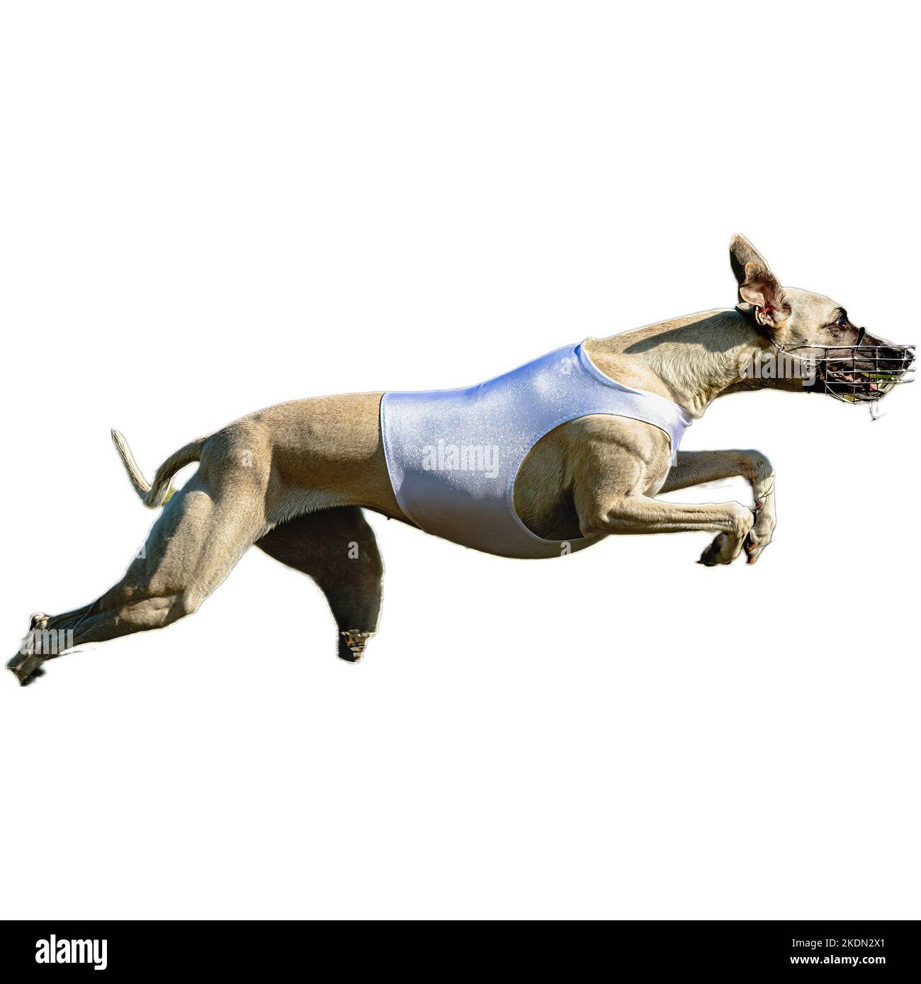 Dog running in field and chasing at full speed on competition straight ...