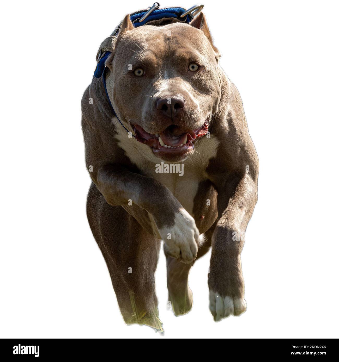 Dog running in field and chasing at full speed on competition straight ...