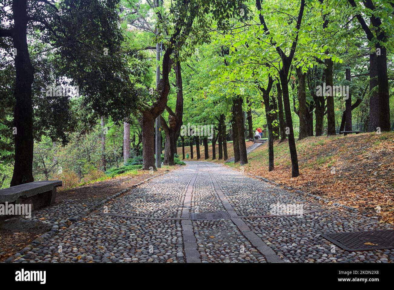 Paved path under a tree canopy in a park Stock Photo - Alamy