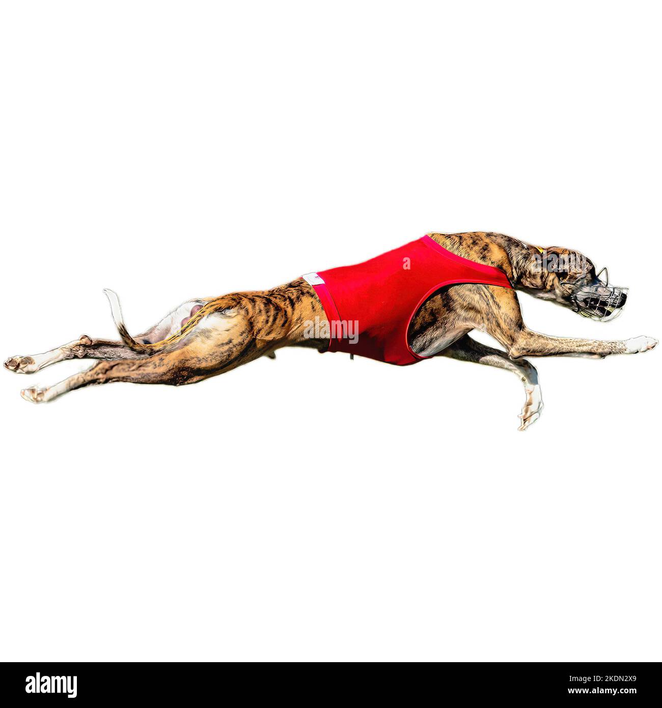 Dog running in field and chasing at full speed on competition straight ...